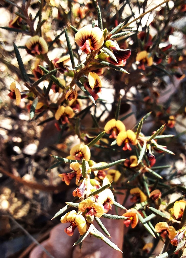sharp bitter-pea from Goulburn River National Park NSW 2329, Australia ...