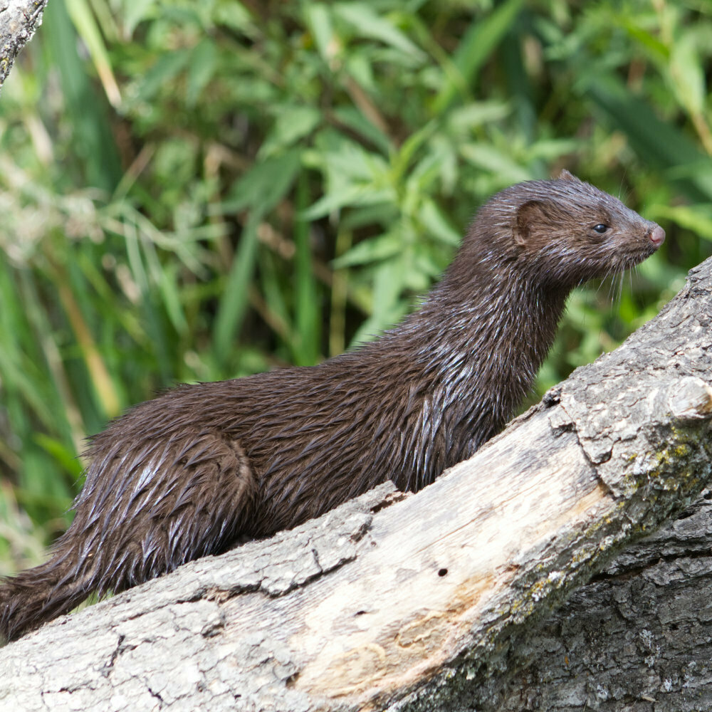 American Mink from Rocklin, CA, USA on September 3, 2023 at 12:32 PM by ...
