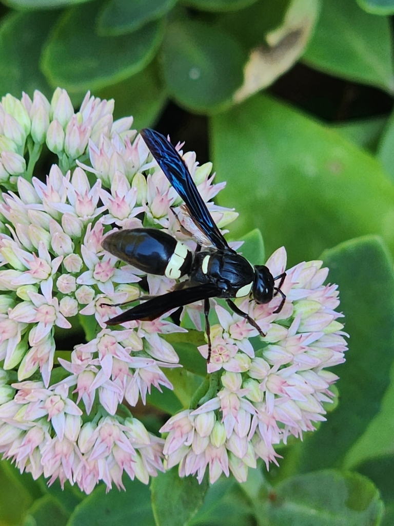 Four-toothed Mason Wasp from Elgin, SC, USA on September 3, 2023 at 06: ...