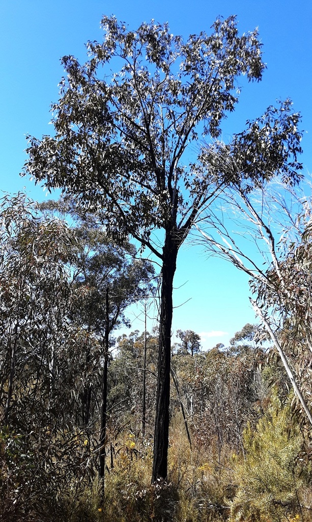 Red Ironbark from Goulburn River National Park NSW 2329, Australia on ...