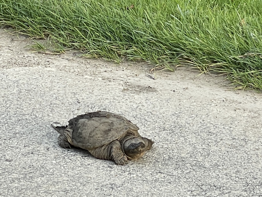 Common Snapping Turtle from Pelee Island, Pelee, ON, CA on September 2 ...