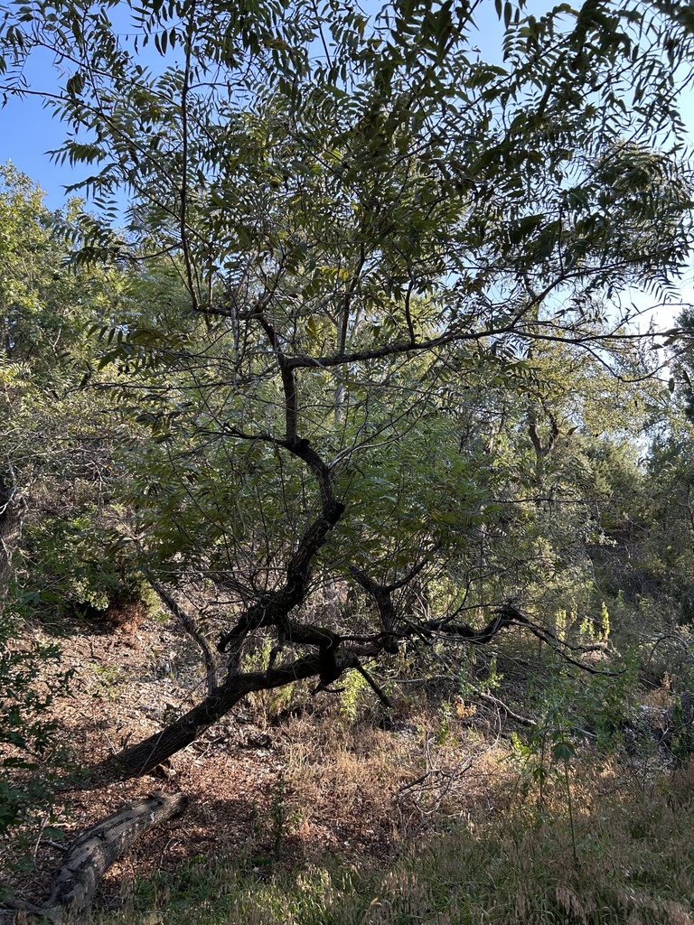 Little Walnut from Austin, TX, US on September 3, 2023 at 05:55 PM by ...