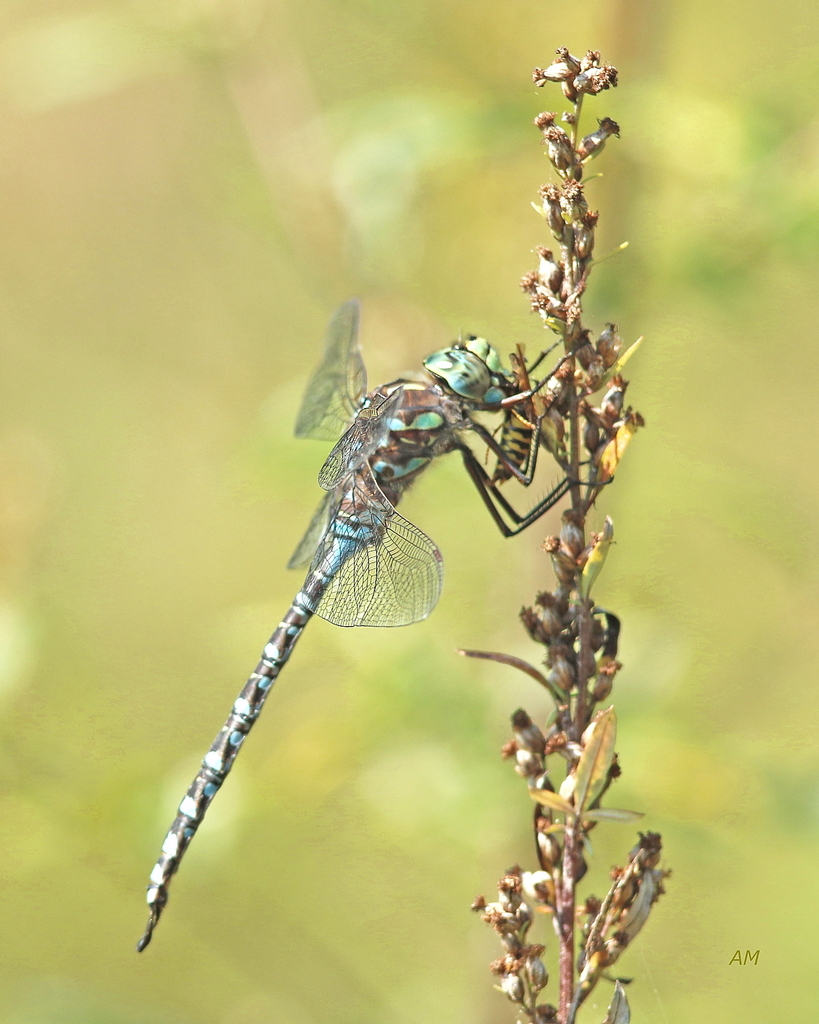Lake Darner from Sainte-Marthe-du-Cap, Trois-Rivières, QC, Canada on ...