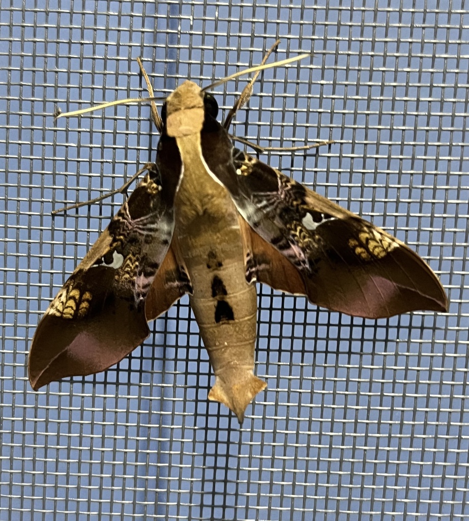 Callionima inuus from Jacareacanga, PA, BR on September 03, 2023 at 08: ...