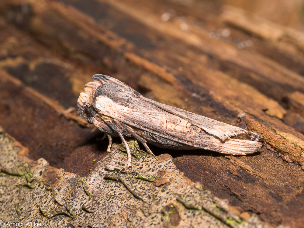 Sword-grass (Moths of Antequera (Málaga/ Andalusia/ Spain)) · iNaturalist