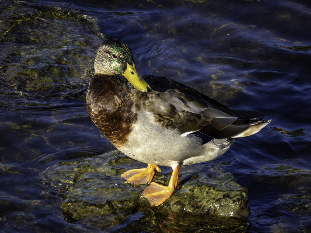 Mallard from Cambridge, ON, Canada on September 3, 2023 at 09:00 AM by ...