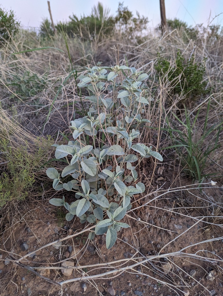 Leatherweed from Culberson County, TX, USA on September 3, 2023 at 06: ...