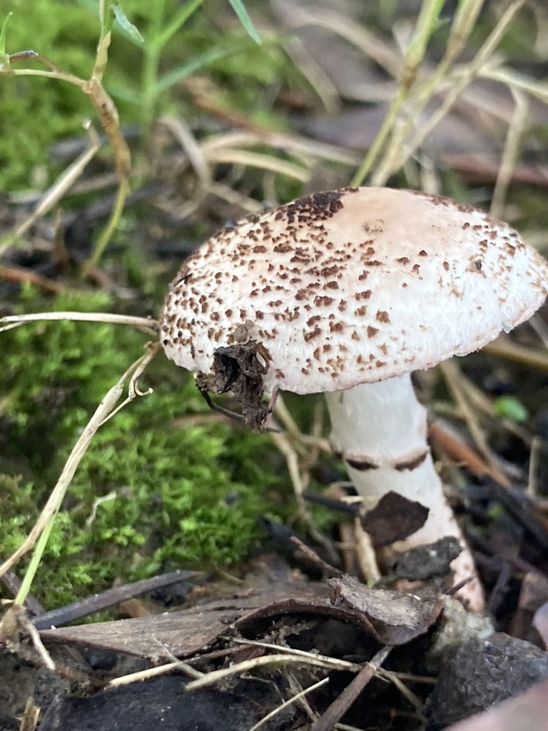 deadly dapperling from Shanghai, Shanghai, CN on September 4, 2023 at ...