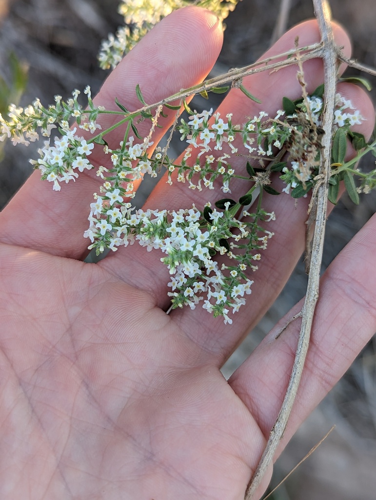 Whitebrush from Culberson County, TX, USA on September 3, 2023 at 07:01 ...