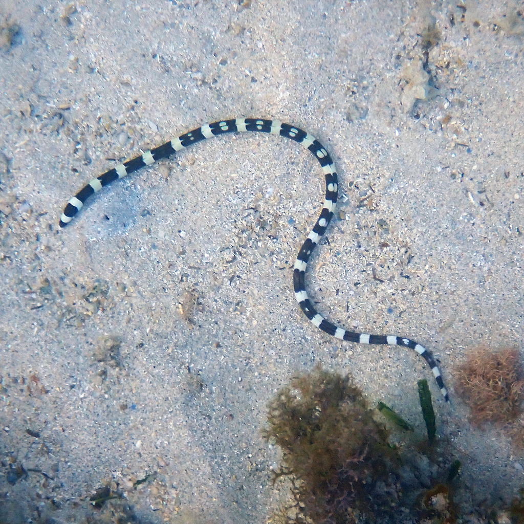 Convict snake eel from Emily Bay, Kingston 2899, Norfolk Island on ...