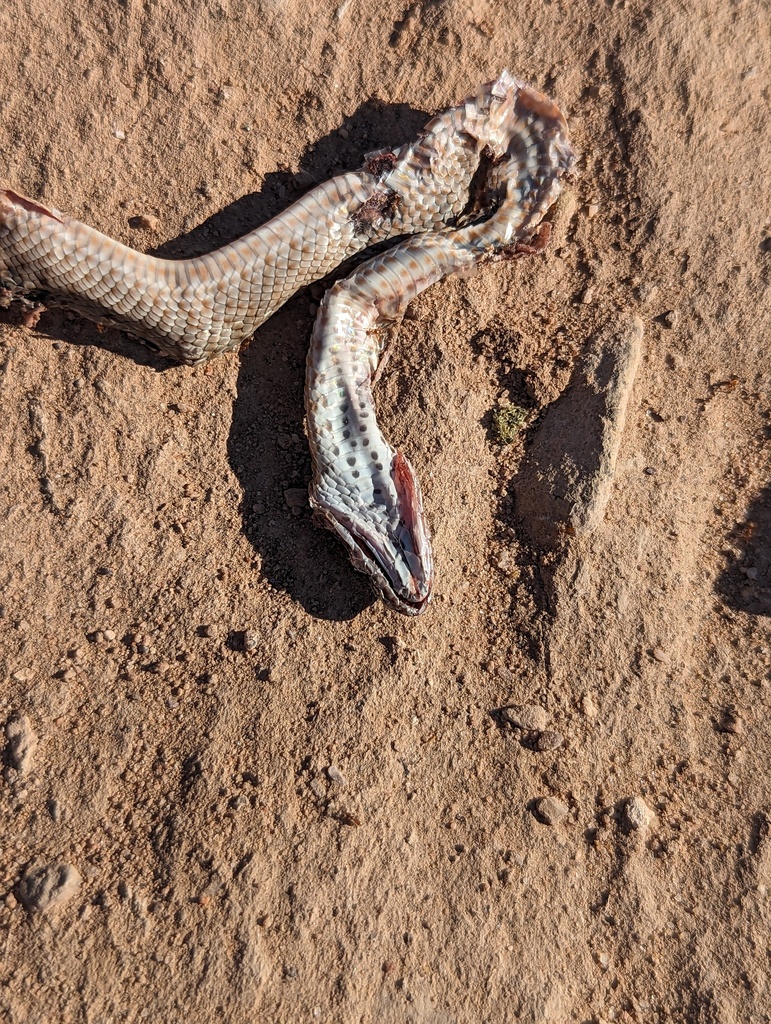 Coachwhip from Hudspeth County, TX, USA on September 3, 2023 at 08:51 ...