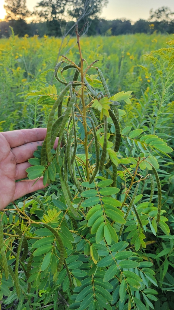 American senna in September 2023 by Joey Santore · iNaturalist
