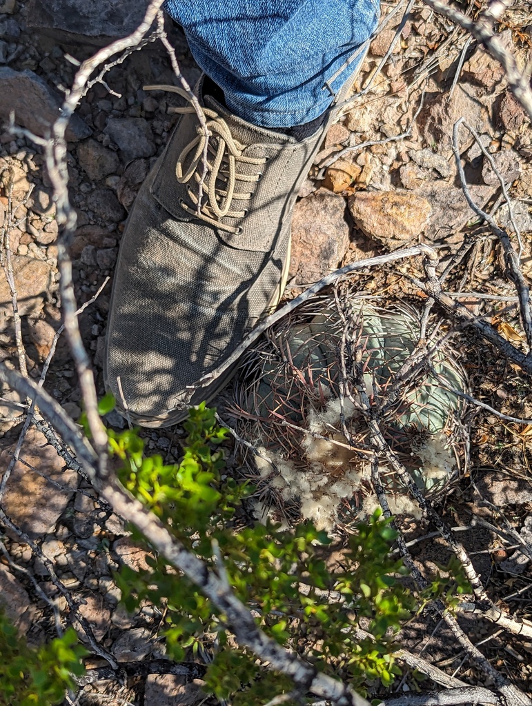 Echinocactus horizonthalonius horizonthalonius from Hudspeth County, TX ...