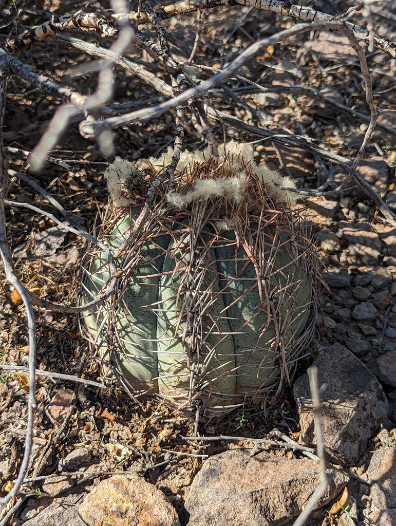 Echinocactus horizonthalonius horizonthalonius from Hudspeth County, TX ...