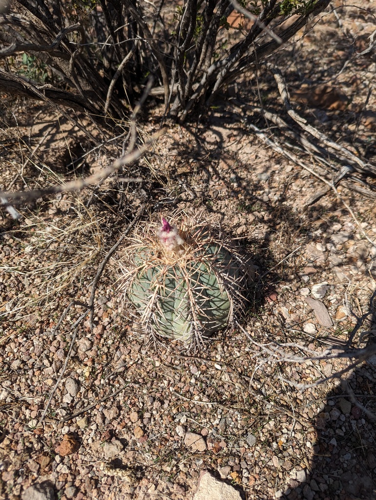 Echinocactus horizonthalonius horizonthalonius from Hudspeth County, TX ...