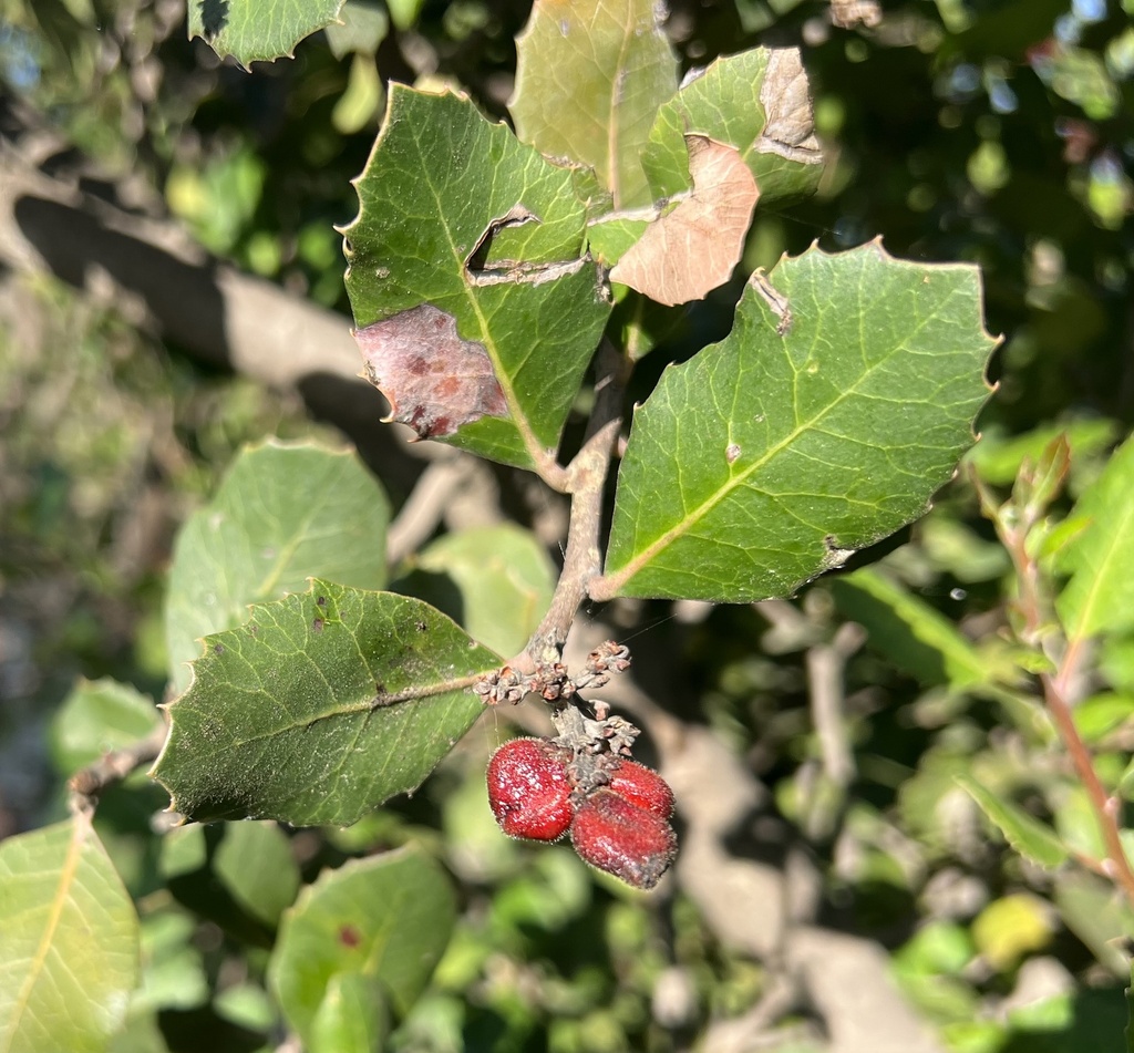 lemonade berry from Colima Rd, Whittier, CA, US on September 3, 2023 at ...