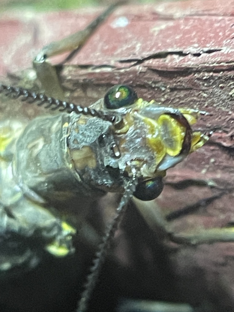 Summer Fishfly from Lakeside Dr E, Highland Lakes, NJ, US on September ...