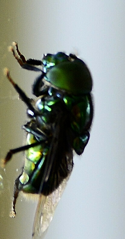 Green Jewel Fly from Reserva Natural Cuzcungos, Supatá, Cundinamarca ...