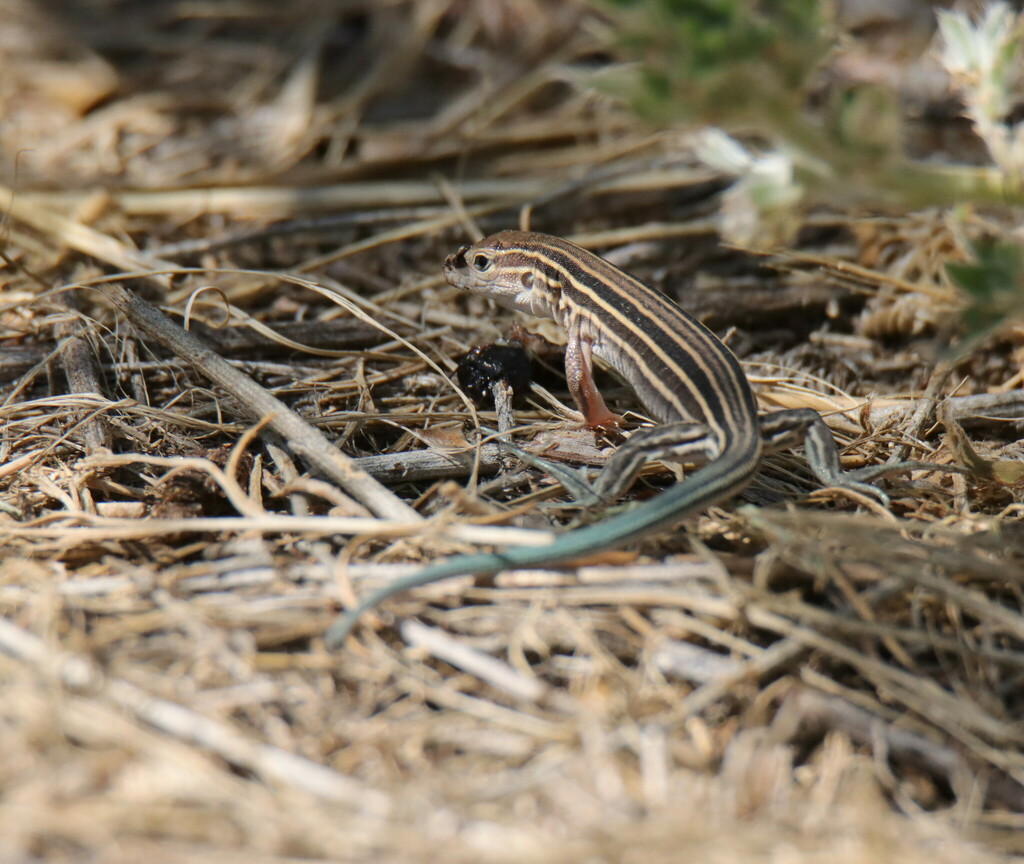 Prairie Racerunner from Loren Lane, Fountain, CO 80817, USA on ...