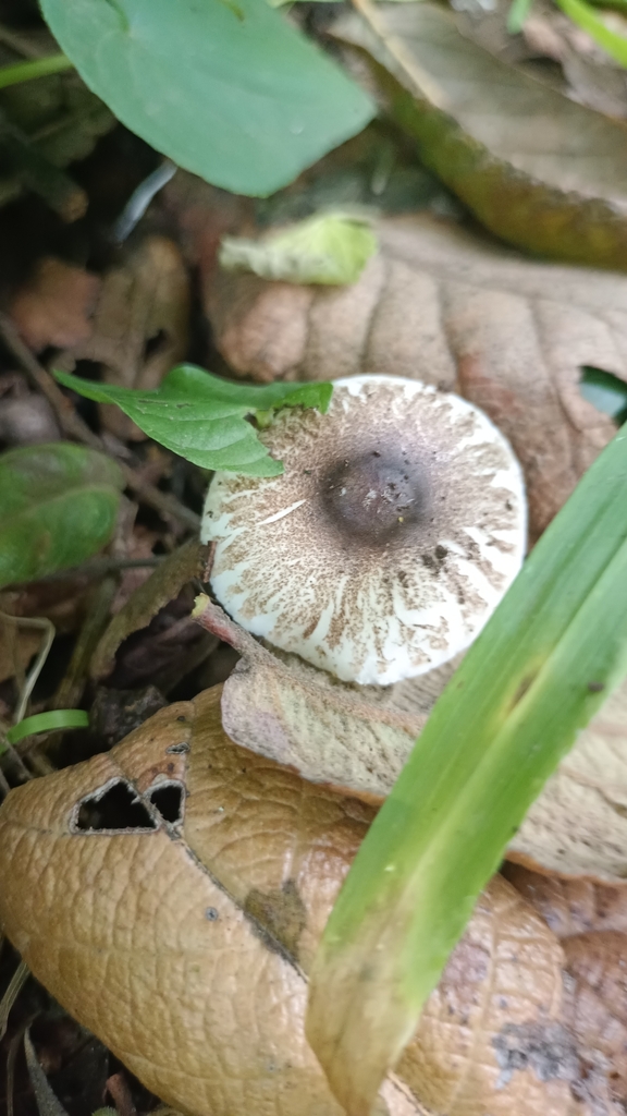 inky mushroom from 55736 Méx., México on September 3, 2023 at 11:48 AM ...