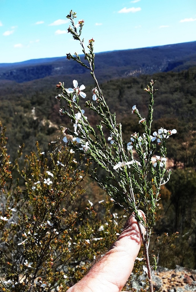 Small-leaf Tea-tree from Goulburn River National Park NSW 2329 ...