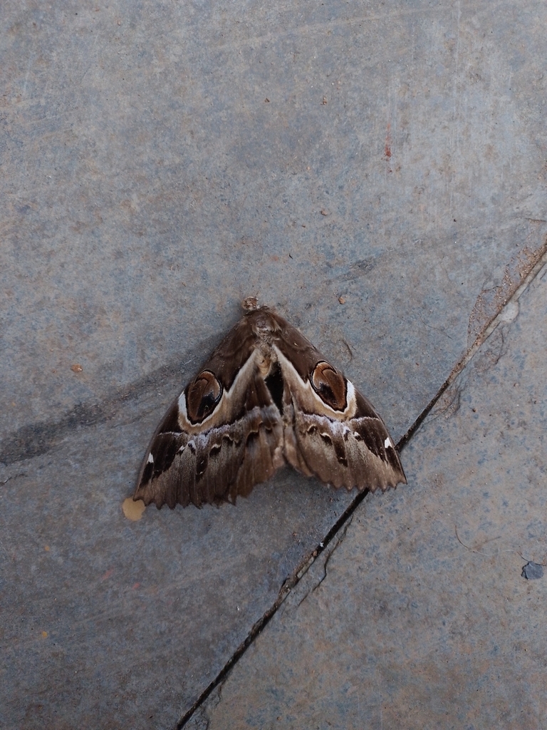 Erebus ephesperis from CPW2+MXX, Kalakeri Nidugane, Karnataka 571201 ...