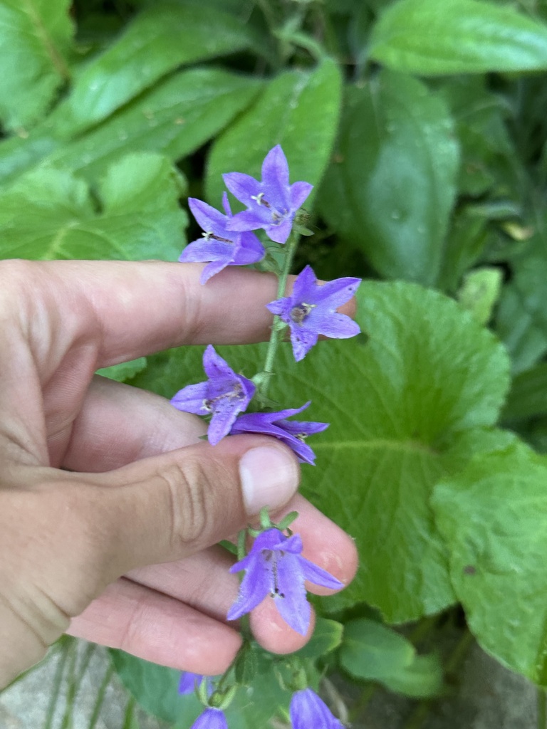 Creeping Bellflower in September 2023 by Robert Levy. Not planted ...