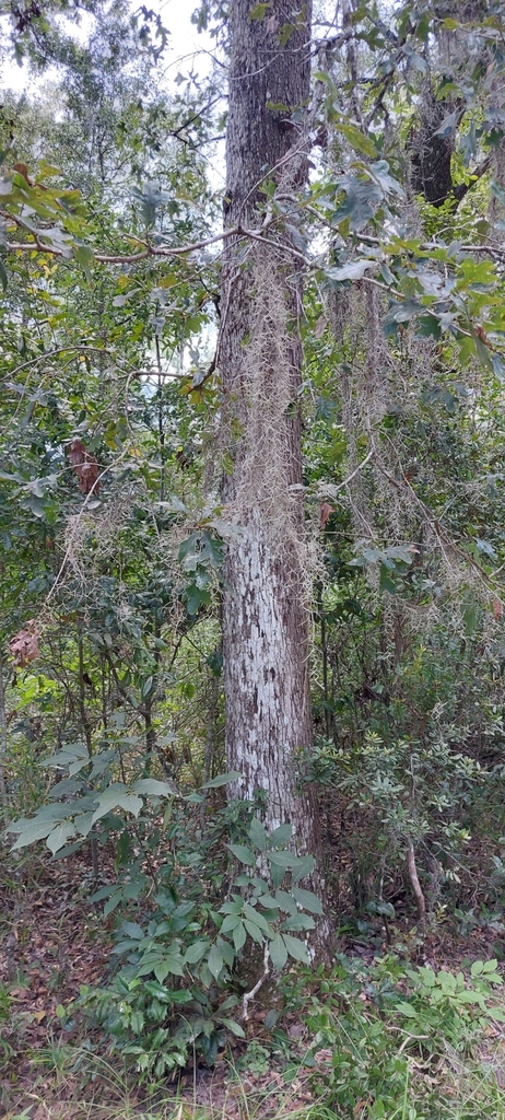 Bottomland Post Oak from Woodbine, GA 31569, USA on September 3, 2023 ...