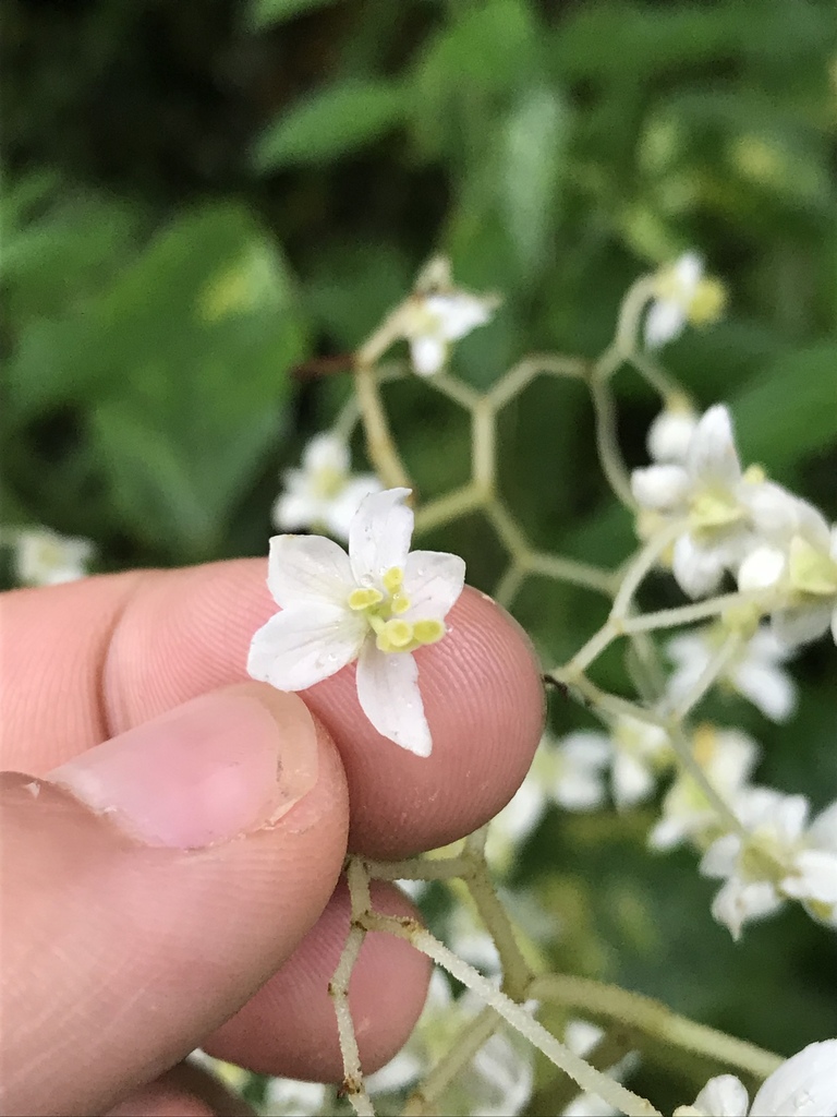 (Begonia parviflora) - Botanical Realm