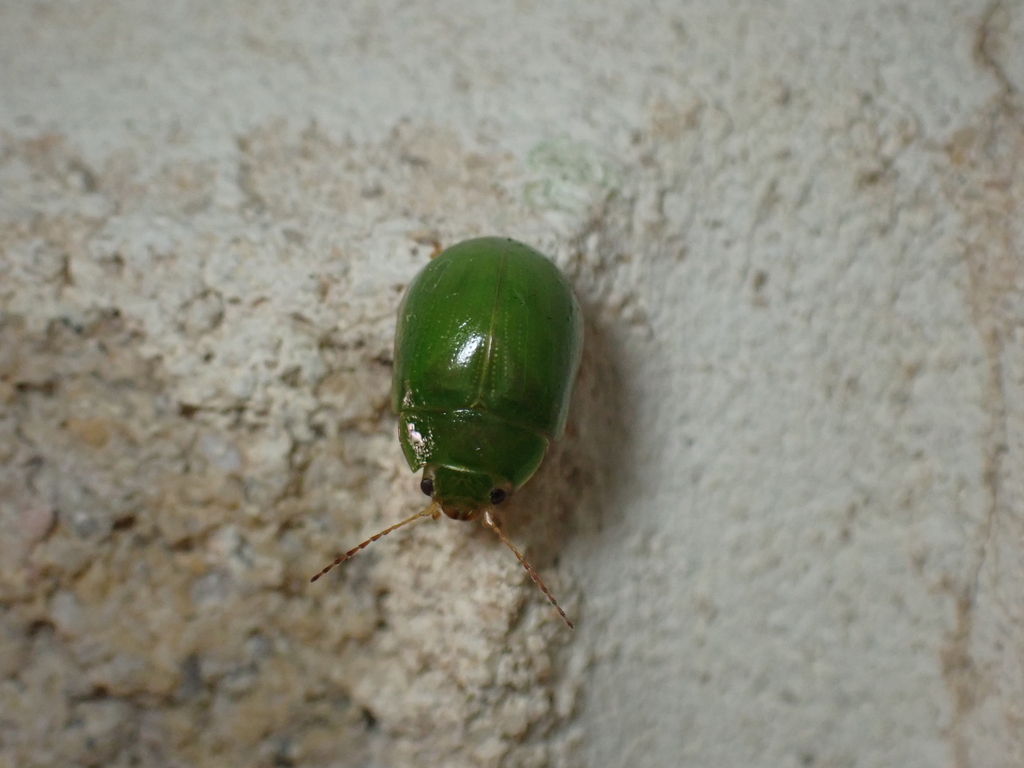Lilly Pilly leaf beetle from 4 Ronald Ct, Somerville VIC 3912 ...