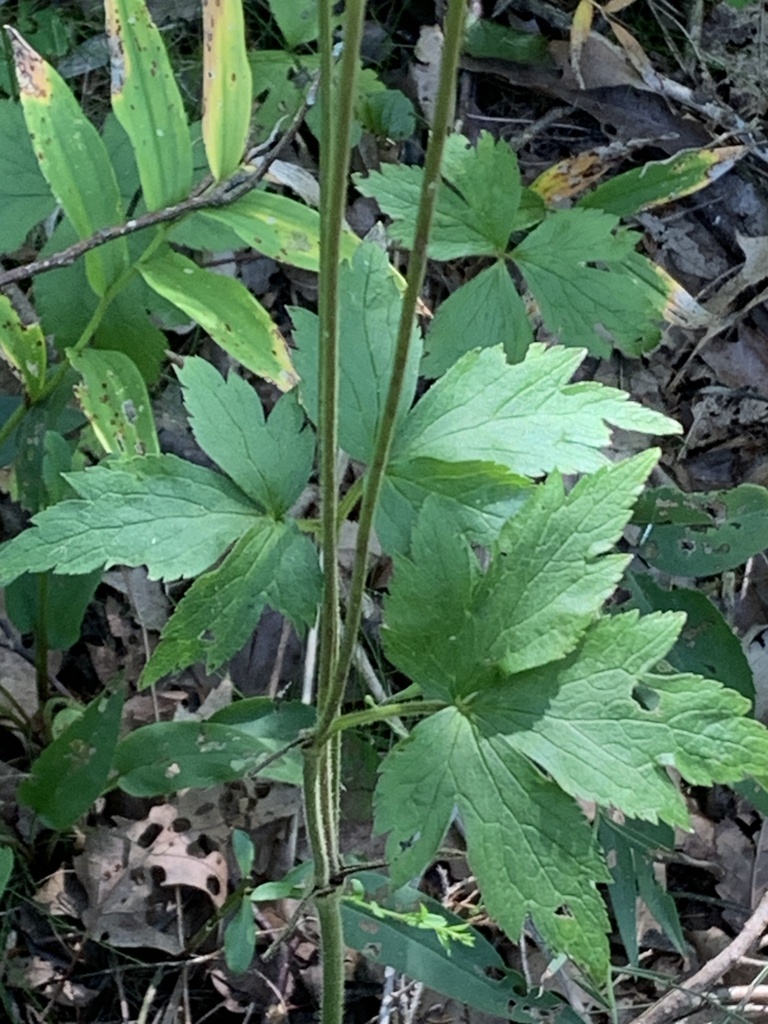 tall thimbleweed from Essex County, ON, Canada on August 27, 2023 at 11 ...