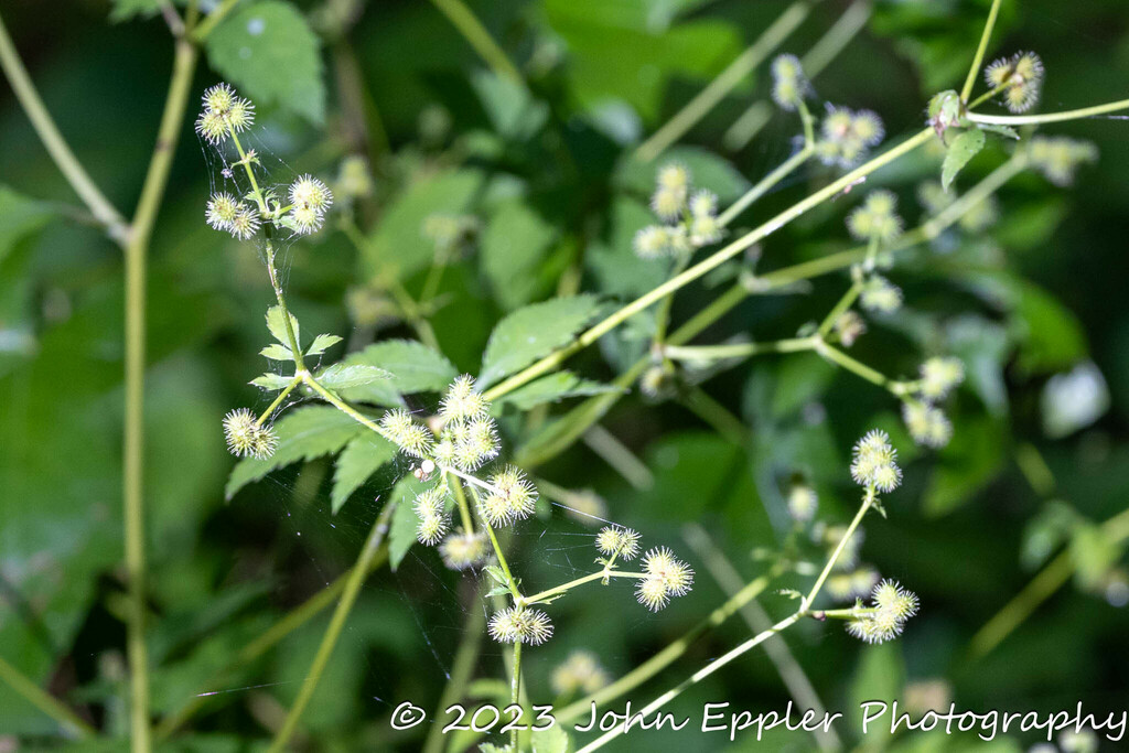 flowering plants from Woodbridge, VA 22191, USA on August 31, 2023 at ...