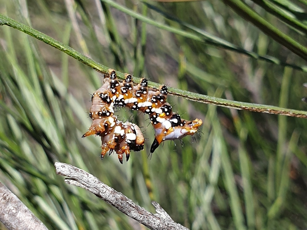 Banksia Moth from Big Desert VIC 3490, Australia on September 2, 2023 ...