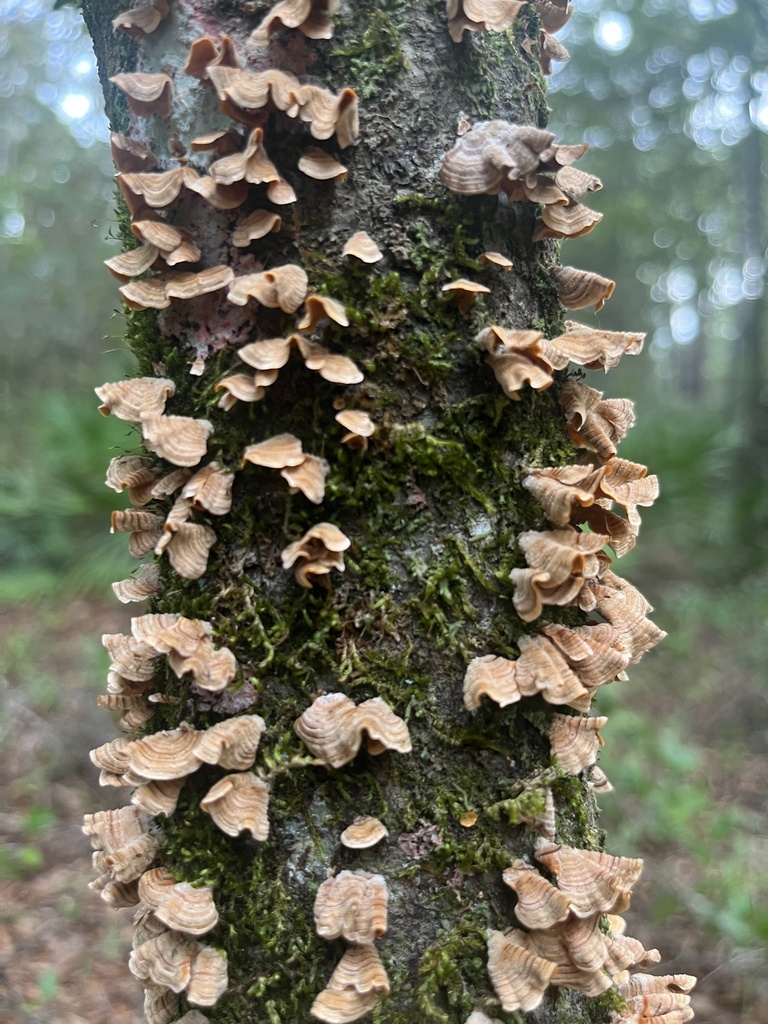 Stereum from N 15th St, Lutz, FL, US on August 21, 2023 at 07:34 PM by ...