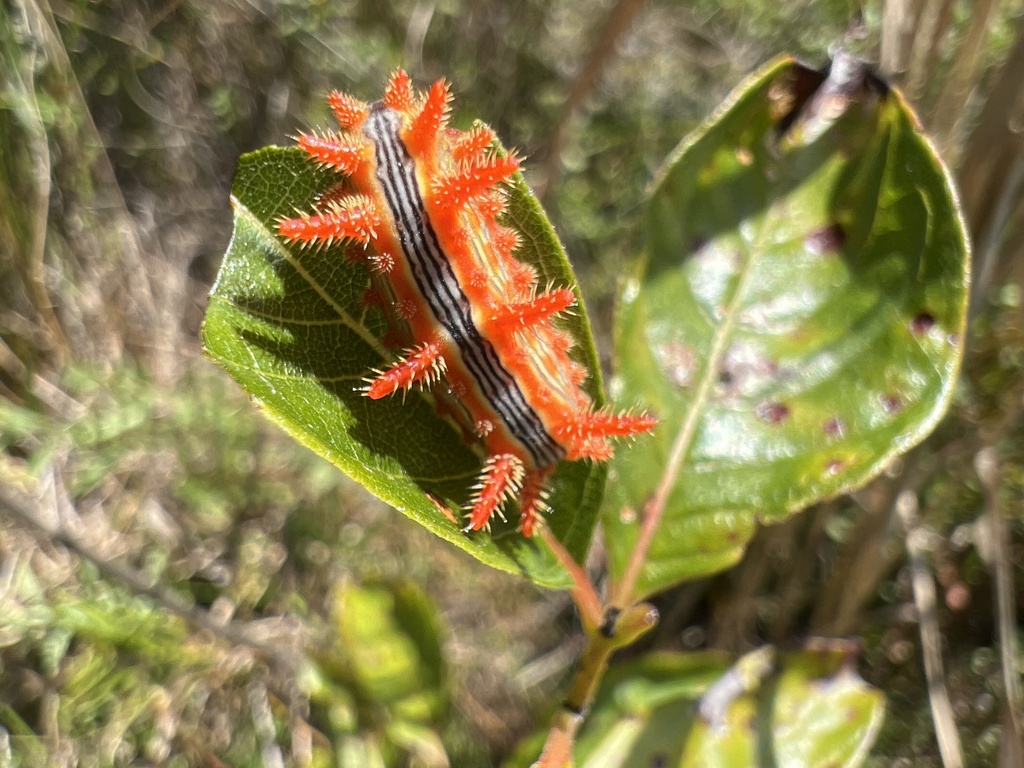 Stinging Rose Caterpillar Moth from Indiana Dunes National Lakeshore ...