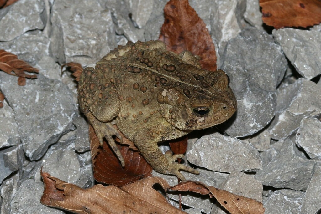 American Toad from Coshocton County, OH, USA on September 3, 2023 at 09 ...
