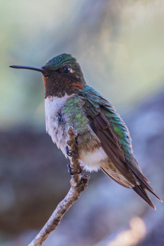 Ruby-throated Hummingbird from 1260 Rip Jay Cir, Canyon Lake, TX 78133 ...