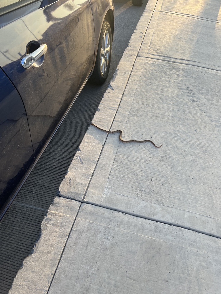 Mexican Bull Snake from Altaria Centro Comercial, Aguascalientes, Ags ...