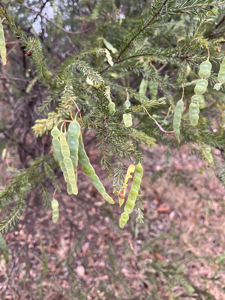 Crowded-leaf Wattle from Diamantina St, Chapel Hill, QLD, AU on ...