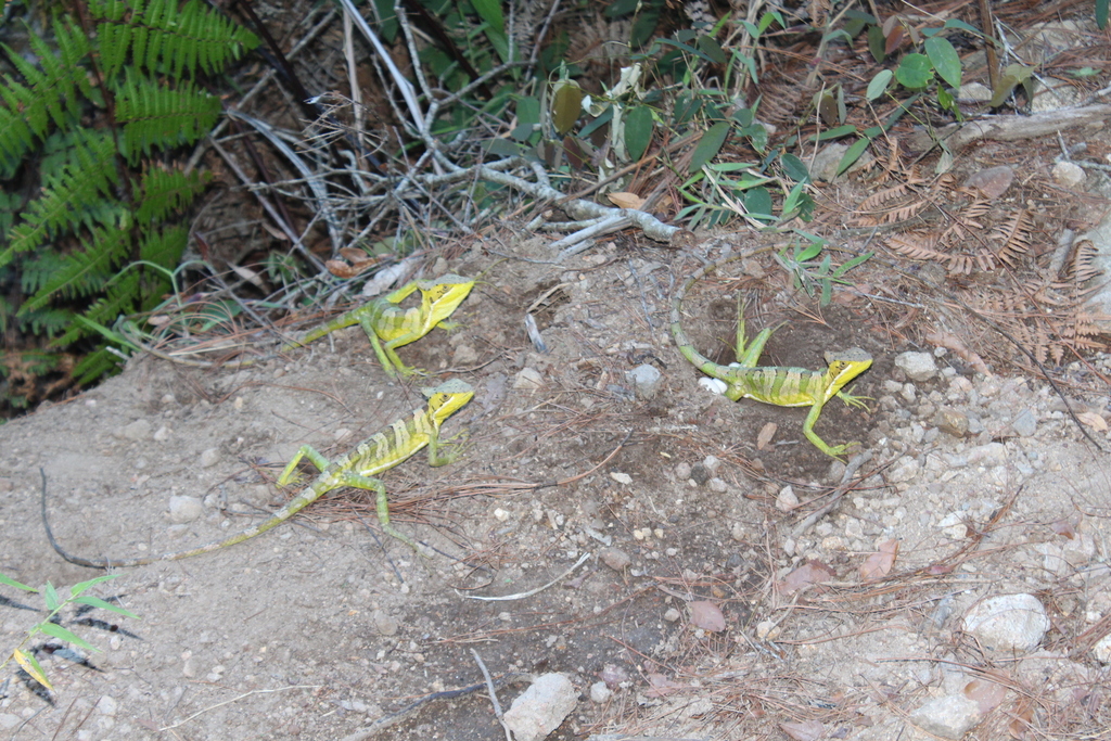 Eastern Casquehead Iguana from Departamento de Lempira, Honduras on May ...