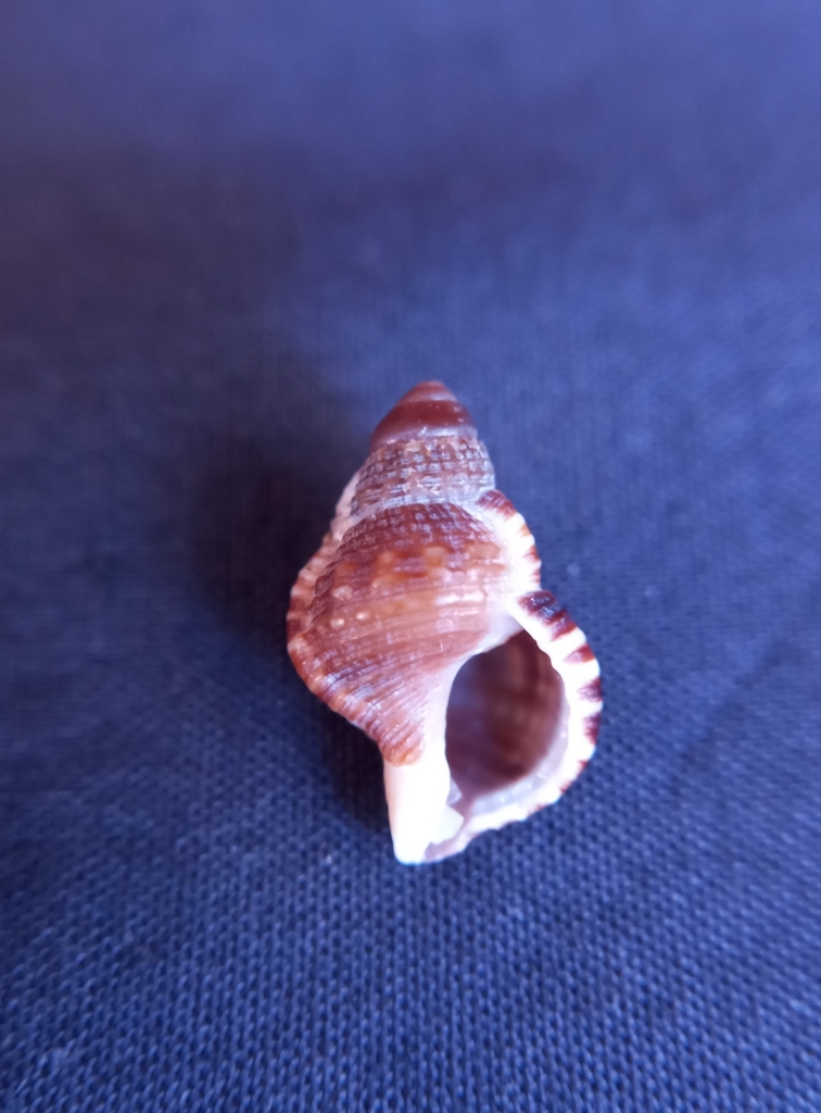 Ranella australasia from Australia on August 12, 2023 at 08:00 AM by ...