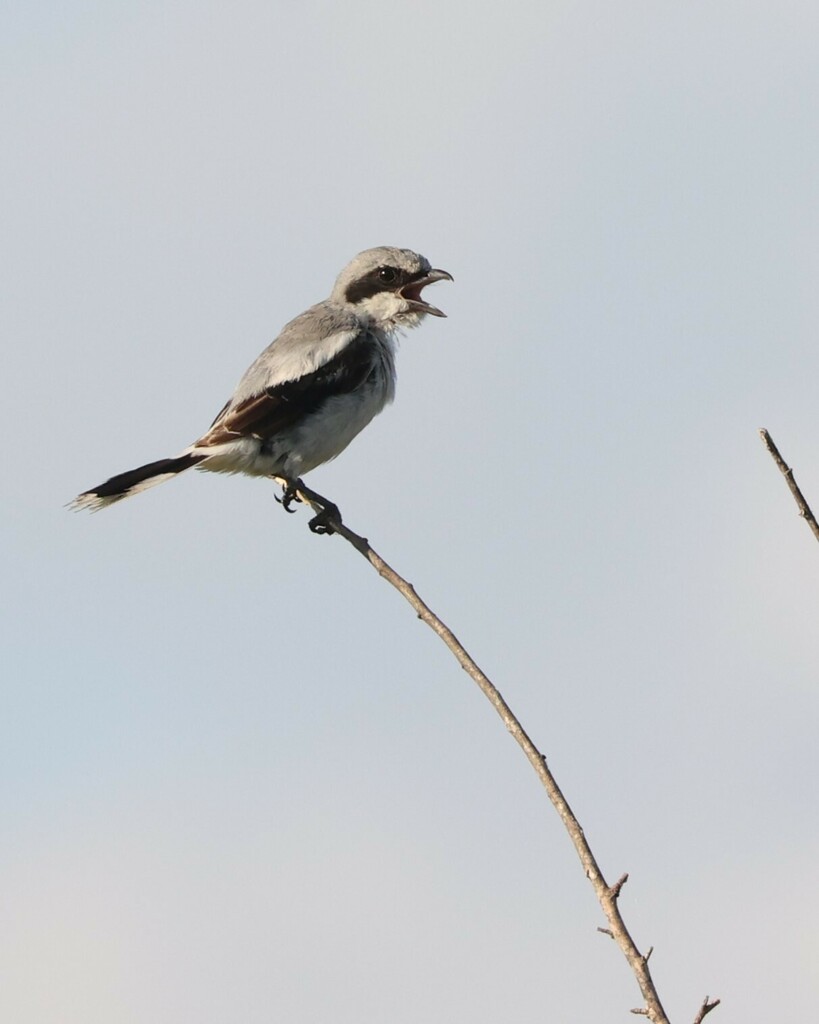 Loggerhead Shrike from Brazoria County, TX, USA on September 3, 2023 at ...
