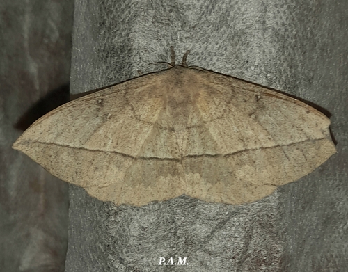 Lonomia Obliqua Moth
