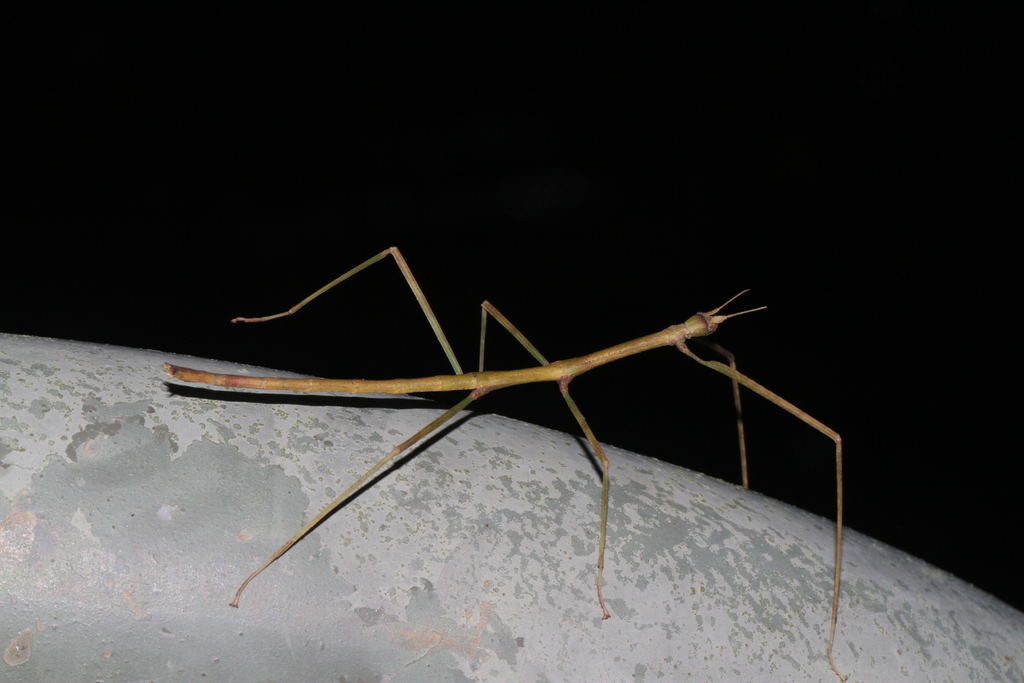 Ramulus rotundus from Lo Wai, Hong Kong on September 3, 2023 at 09:57 ...