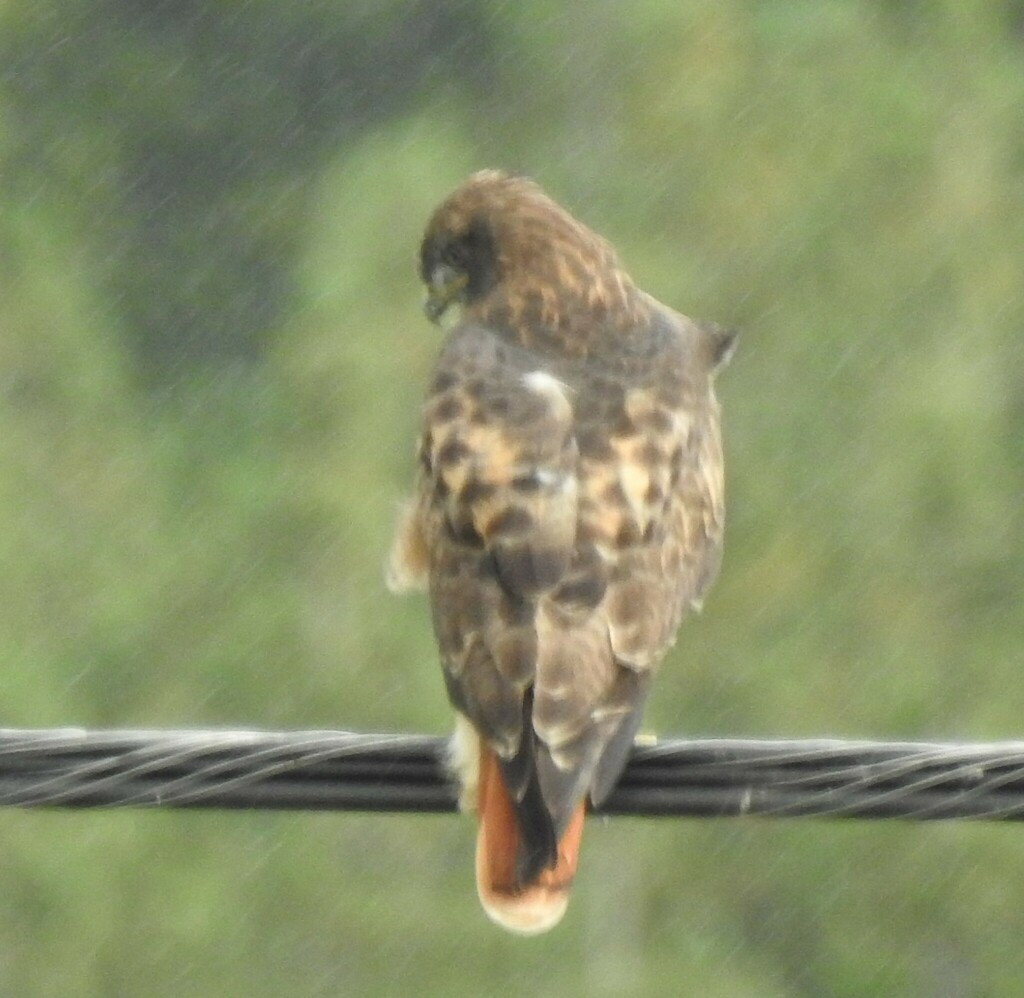 Red-tailed Hawk from South Lake Tahoe, CA 96150, USA on September 3 ...