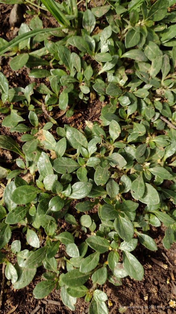 mat chaff-flower from Manzana 010, Cumbria, 54740 Cuautitlán Izcalli ...