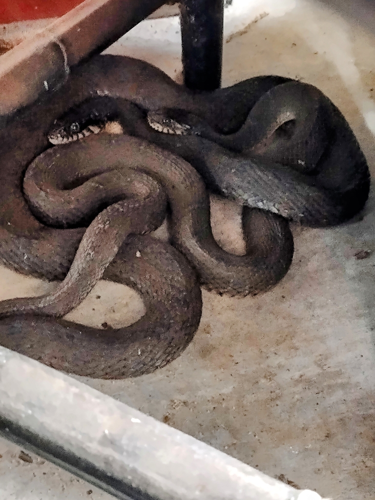 Plain-bellied Watersnake from Corinth, TX 76208, USA on May 15, 2022 by ...