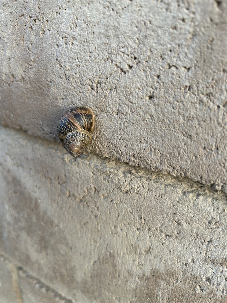 Garden Snail from Opera Loop, Riverside, CA, US on September 3, 2023 at ...