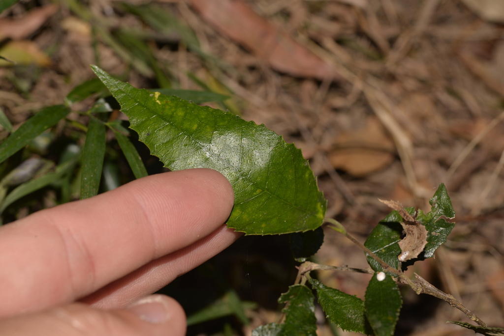 whalebone tree from Lilydale NSW 2460, Australia on September 3, 2023 ...