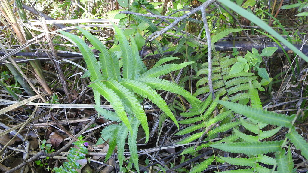 Christella acuminata from 台灣苗栗縣 on August 22, 2023 at 09:02 AM by ...